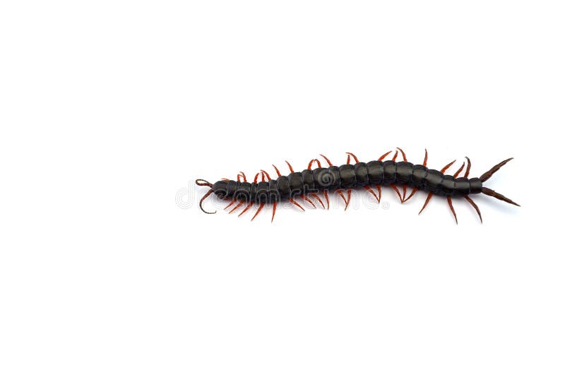The Giant Centipede Top View Isolated on White Background Stock Photo ...