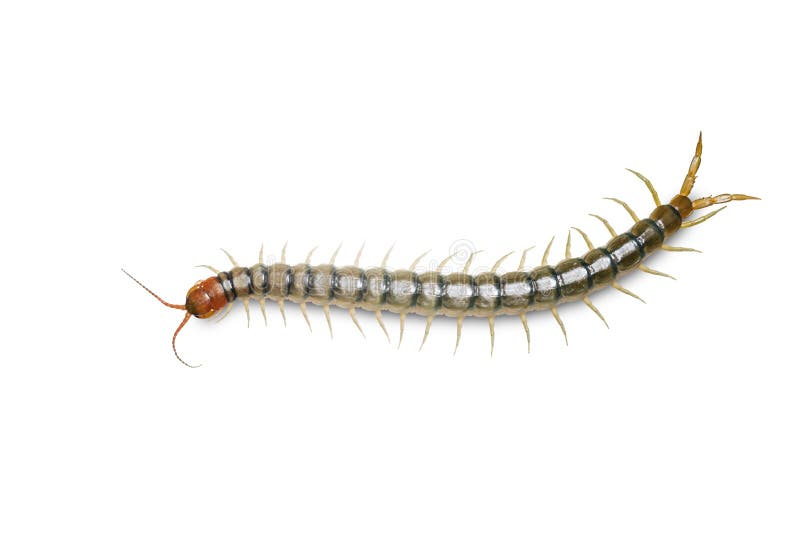 Centipede Isolated on White W Stock Photo - Image of millipede, animal ...