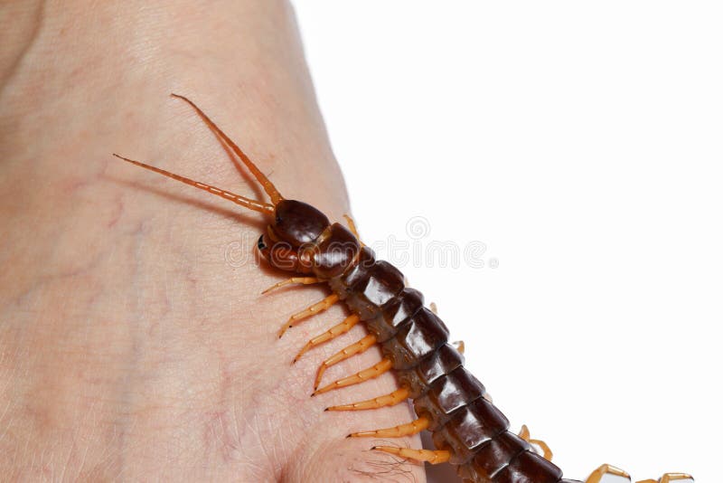 Centipede legs climb stock image. Image of giant, alphabet - 74955641