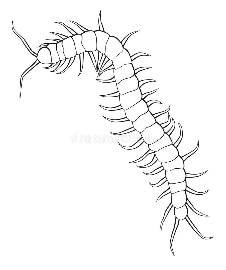 Ink drawn centipede stock illustration. Illustration of shape - 38106219