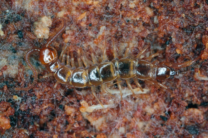 Centipede, Lithobiidae on Wood Stock Photo - Image of segment, legs ...