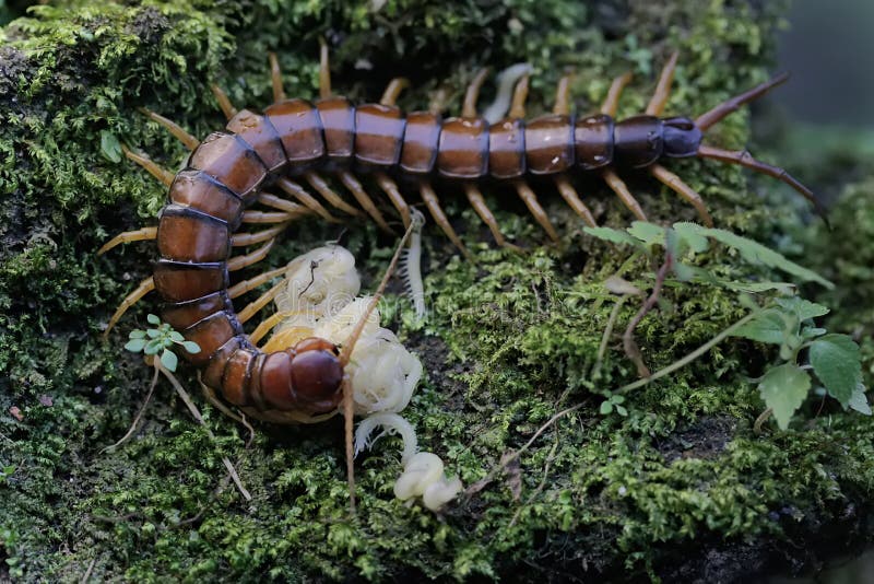 A Centipede is Looking after Her White Babies. Stock Photo - Image of ...