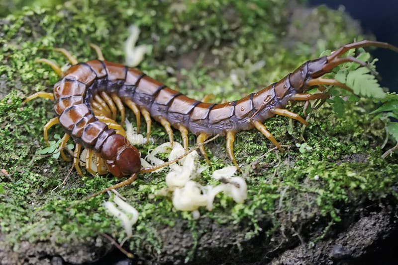 A Centipede is Looking after Her White Babies. Stock Image - Image of ...