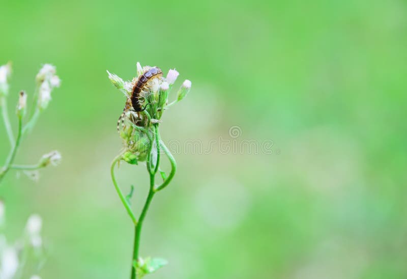 Centipede stock photo. Image of arthropod, creature, body - 81716842
