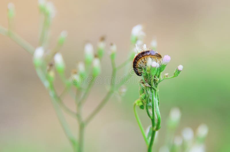 Centipede stock photo. Image of closeup, fast, long, coleoptrata - 85096602