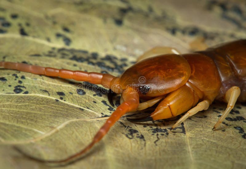 Centipede Scolopendra Sp. Sleeping on a Mossy Tree in Tropical ...