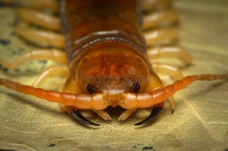 Centipede Scolopendra Sp. Sleeping on a Mossy Tree in Tropical ...