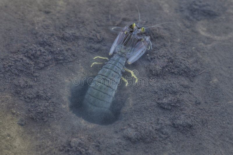 Objects and animals stock photo. Image of sand, centipede - 242187400