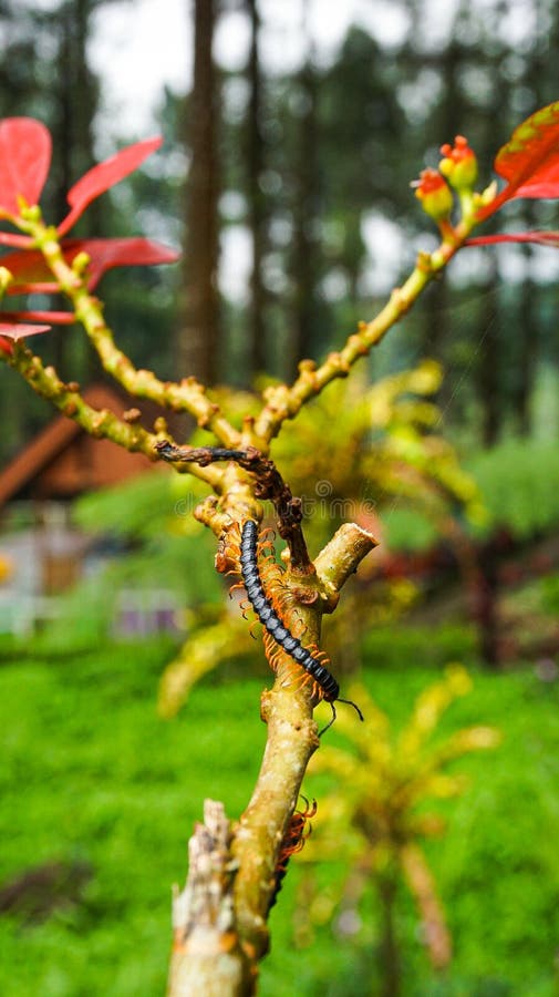 Centipede on the tree stock image. Image of orange, plants - 236661725
