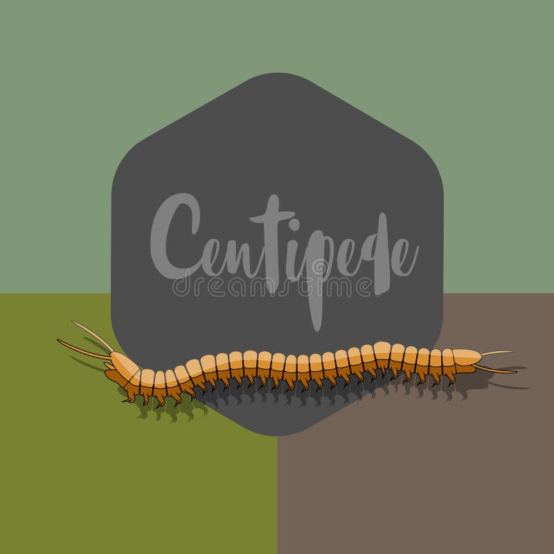 Cartoon Centipede Worm stock vector. Illustration of millipede - 94293694
