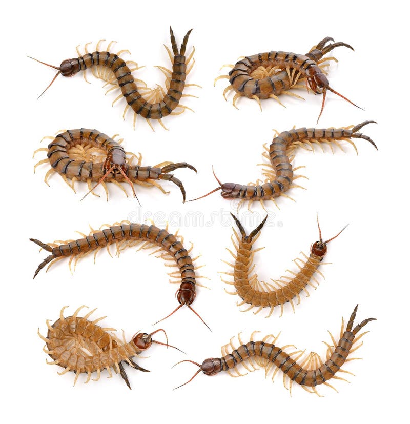 Centipede on White Background Stock Photo - Image of nature, detail ...