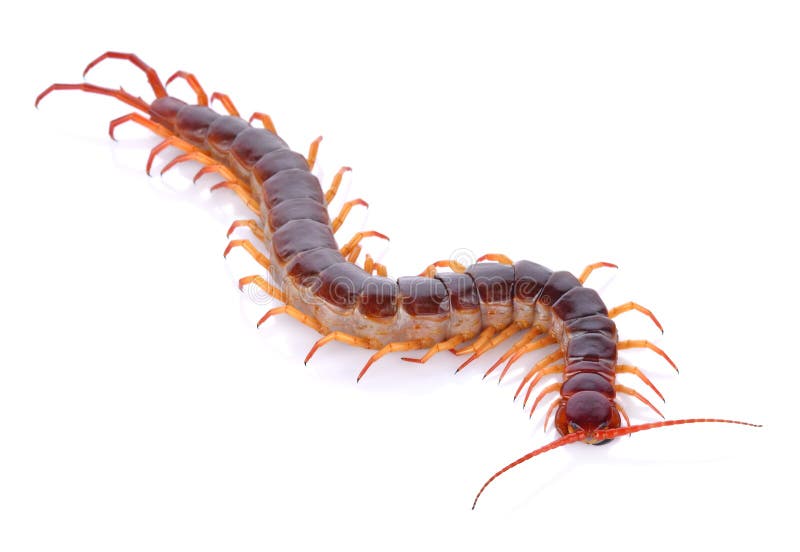 Centipede on White Background. Stock Image - Image of wildlife, macro ...