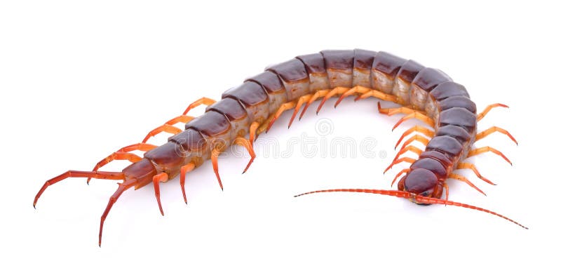 Centipede on White Background Stock Photo - Image of centipede, brown ...