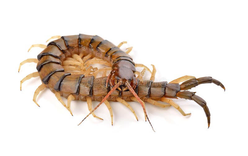 Centipede on White Background Stock Image - Image of legs, background ...