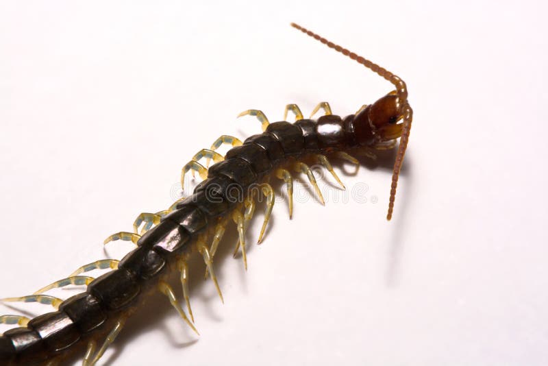 Centipede on a White Background Horizontal Composition Stock Image ...