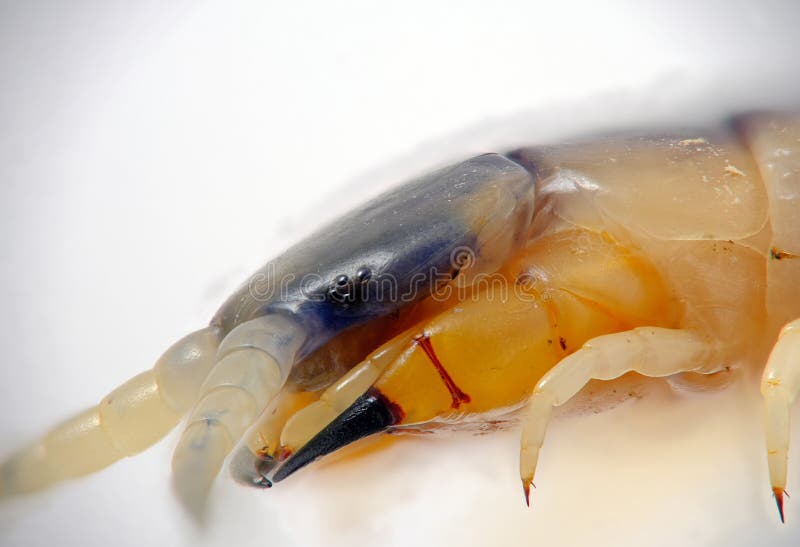 Centipedes arthropod stock photo. Image of head, invertebrate - 276171544