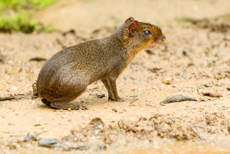 Agouti Hair Stock Photos - Free & Royalty-Free Stock Photos from Dreamstime