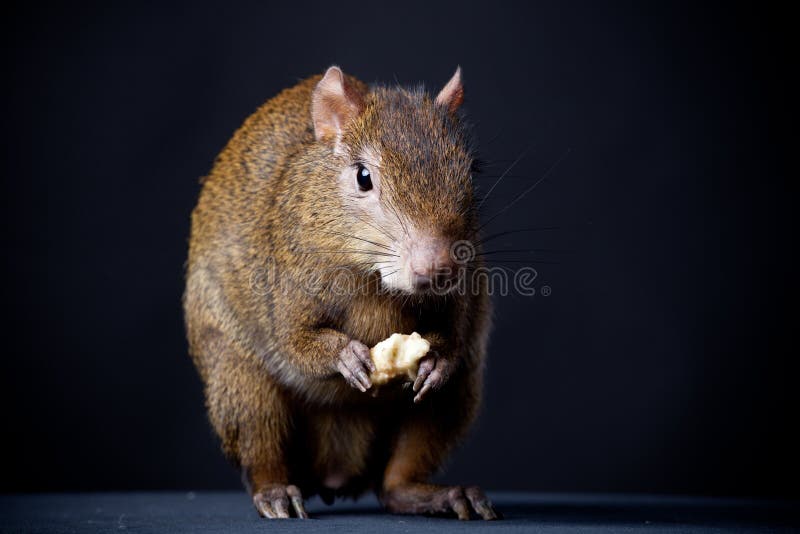 Central American agouti stock photo. Image of funny, claws - 32198086