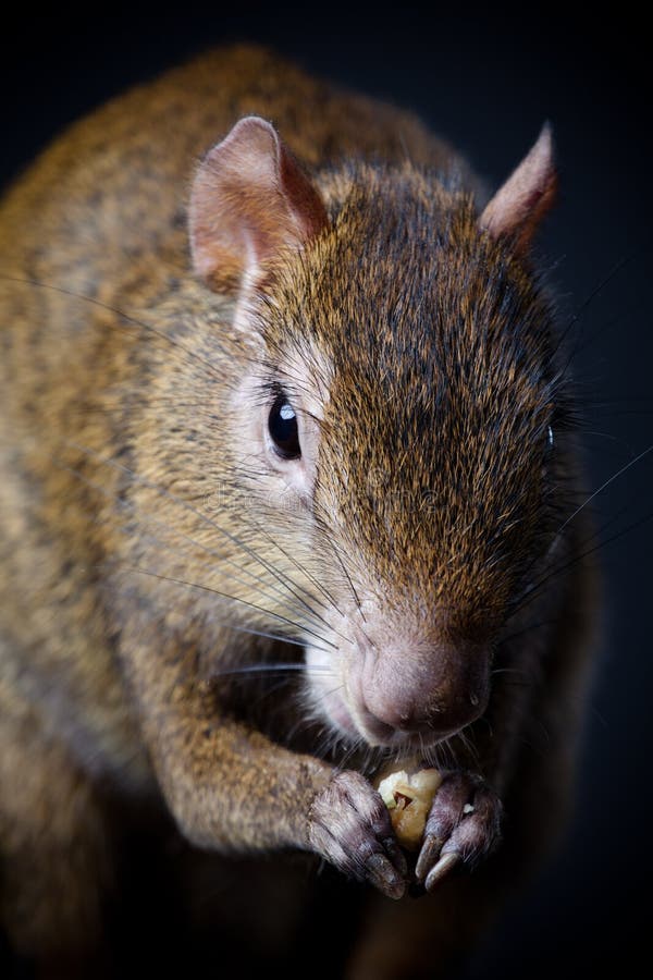 Central American Agouti on Black Stock Image - Image of claws, black ...