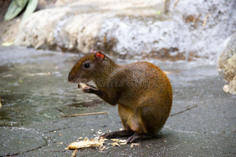 Central American agouti stock photo. Image of primate - 336637710