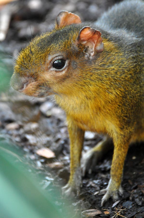 Central American agouti stock photo. Image of funny, claws - 32198086