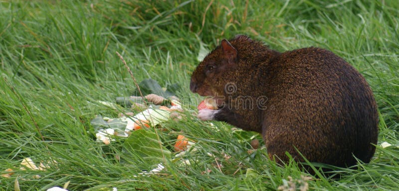 Central American Agouti - Dasyprocta Punctata Stock Photo - Image of ...