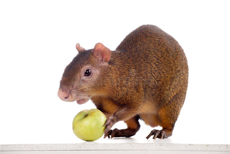 Central American Agouti on White Stock Image - Image of cute ...