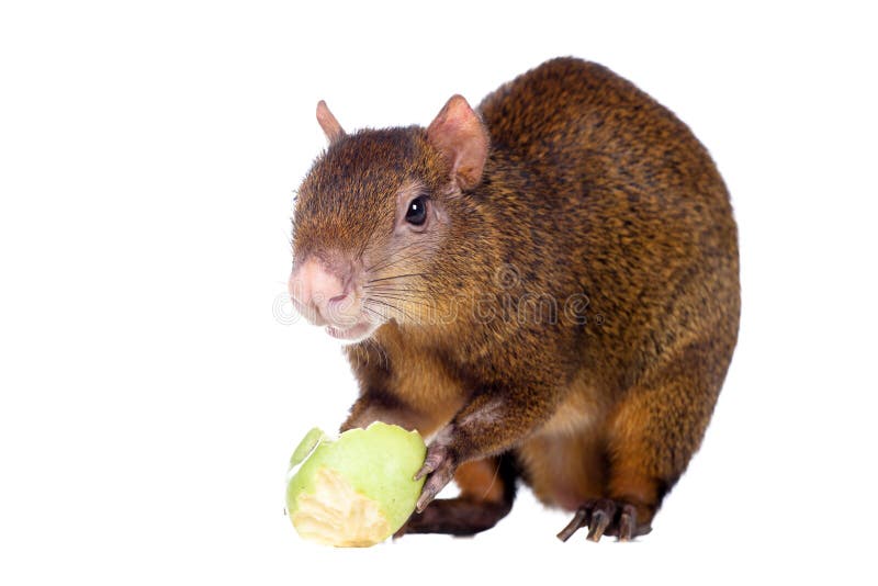 Central American agouti stock photo. Image of funny, claws - 32198086