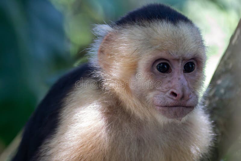 A Central American White-faced Capuchin in Costa Rica Stock Photo ...