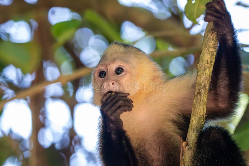 A Central American White-faced Capuchin in Costa Rica Stock Image ...
