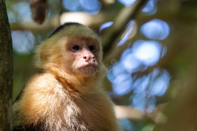 A Central American White-faced Capuchin in Costa Rica Stock Image ...