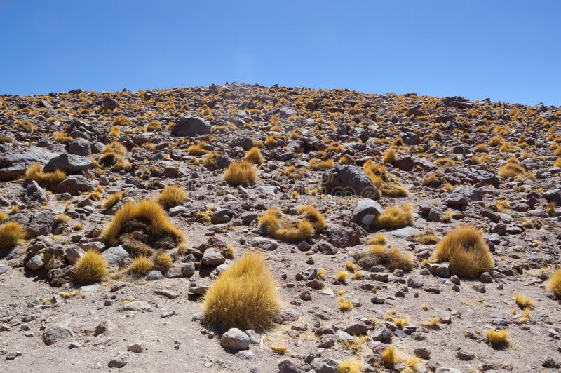 Central Andean Puna stock image. Image of paja, tufted - 19053971