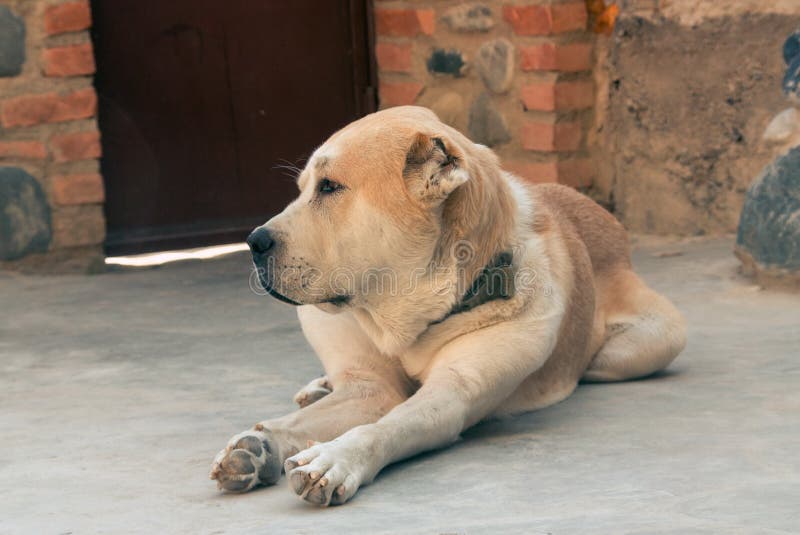 Central Asian Shepherd Dog stock image. Image of purebred - 131763605