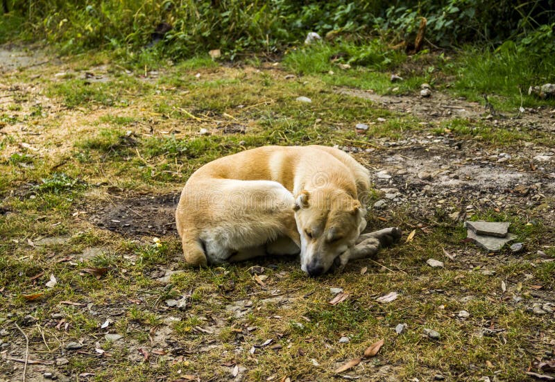 Central asian shepherd dog stock photo. Image of protection - 129374604