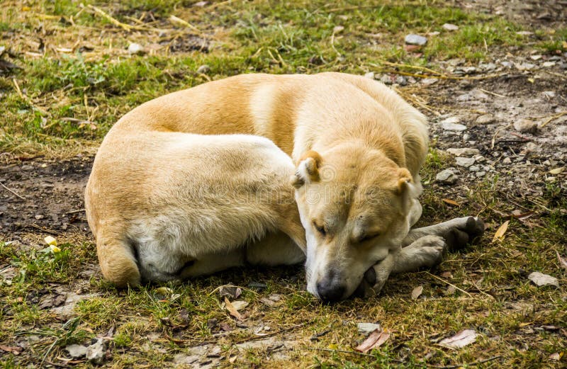 Central asian shepherd dog stock photo. Image of pedigree - 129374684