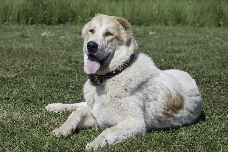 Central Asian Shepherd Dog stock image. Image of purebred - 37637119