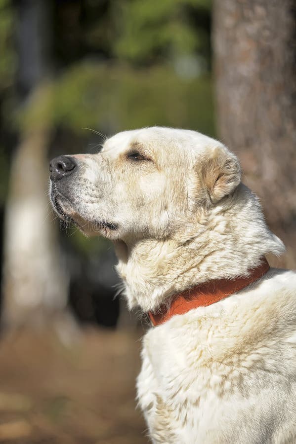 Central Asian Shepherd Dog stock photo. Image of adorable - 39670786