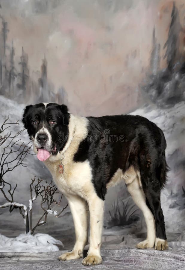 Asian Shepherd Dog stock image. Image of chain, aziat - 35735821