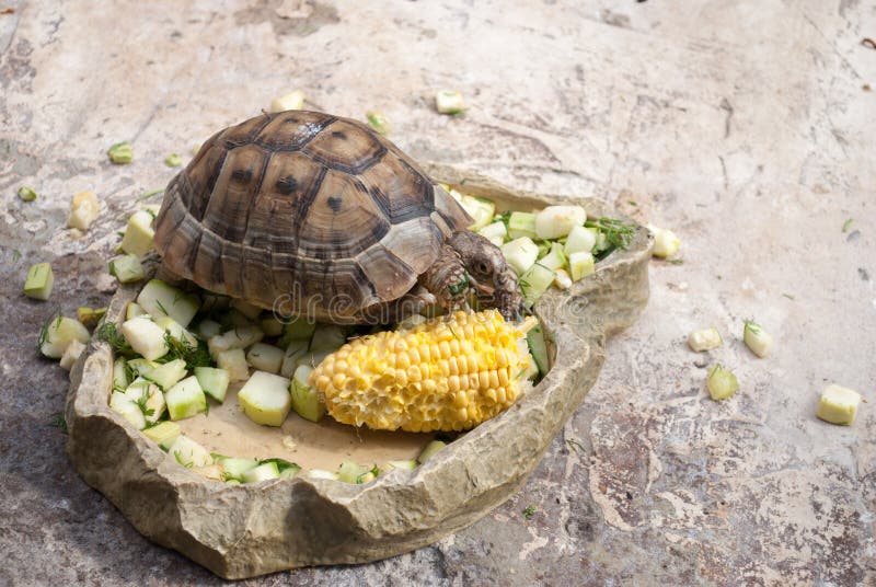 Central Asian Turtle Alone Eats Vegetables on a Stone Stock Photo ...