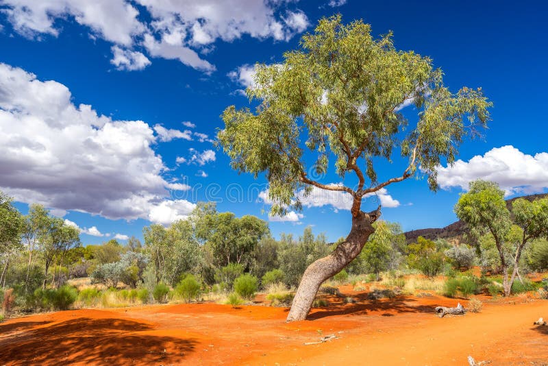 Central Australia Landscape Stock Image - Image of desert, natural ...