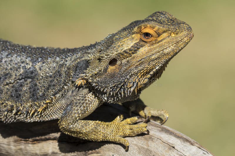 Central Bearded Dragon stock image. Image of agamid - 198698617