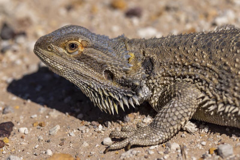 Central Bearded Dragon stock photo. Image of dragon - 241822744