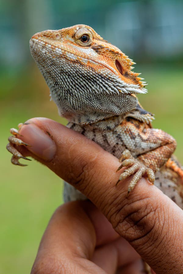 Central Bearded Dragon is on Man& X27;s Hand while Being Photographed ...