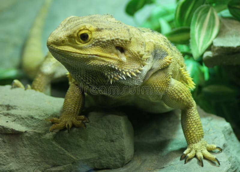 Central Bearded Dragon - Pogona Vitticeps Stock Image - Image of wild ...