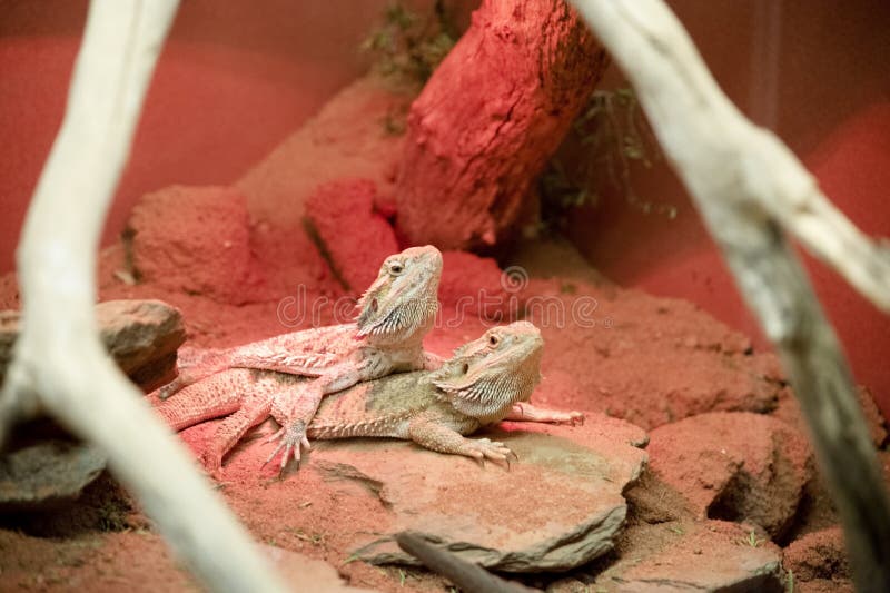 The Central Bearded Dragons are Climbing Over Each Other Stock Image ...