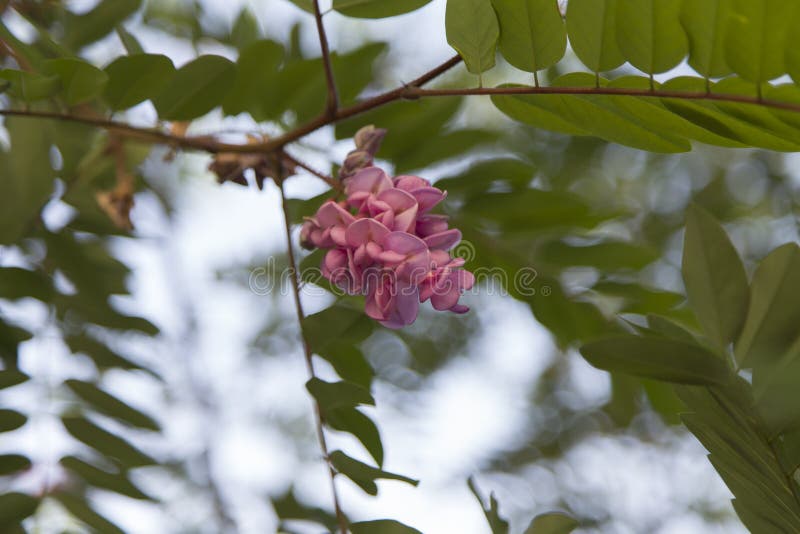 Central Composition of Blooming Pink Acacia Tree Stock Image - Image of ...