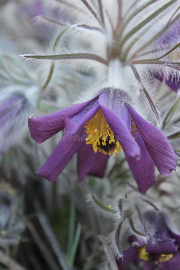 Spring Flowers Sleep Grass, Fluffy Fur Stock Photo - Image of color ...