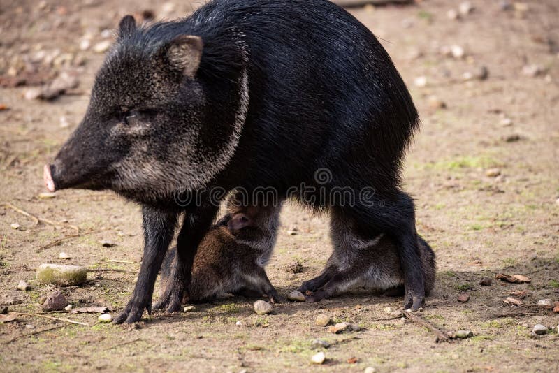 Central European Boar Feeding Her Babies in the Field Stock Image ...