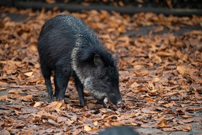 Central European Boar in the Field Stock Image - Image of nature ...