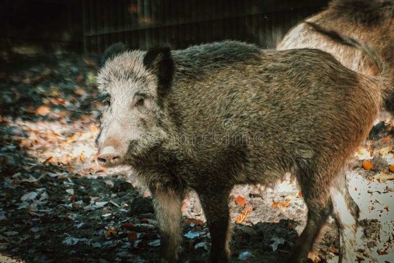 Central European Boar in the Zoo Park Stock Photo - Image of european ...